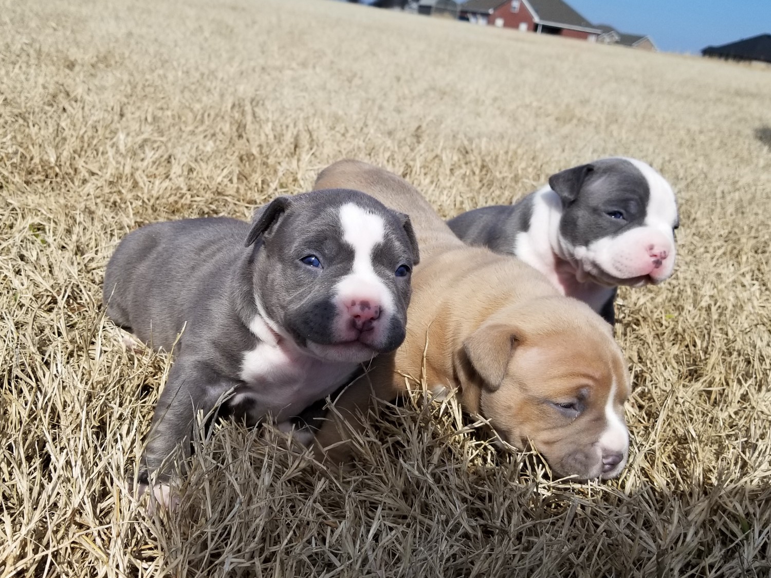 American Bully Puppies For Sale | Scott, AR #290815