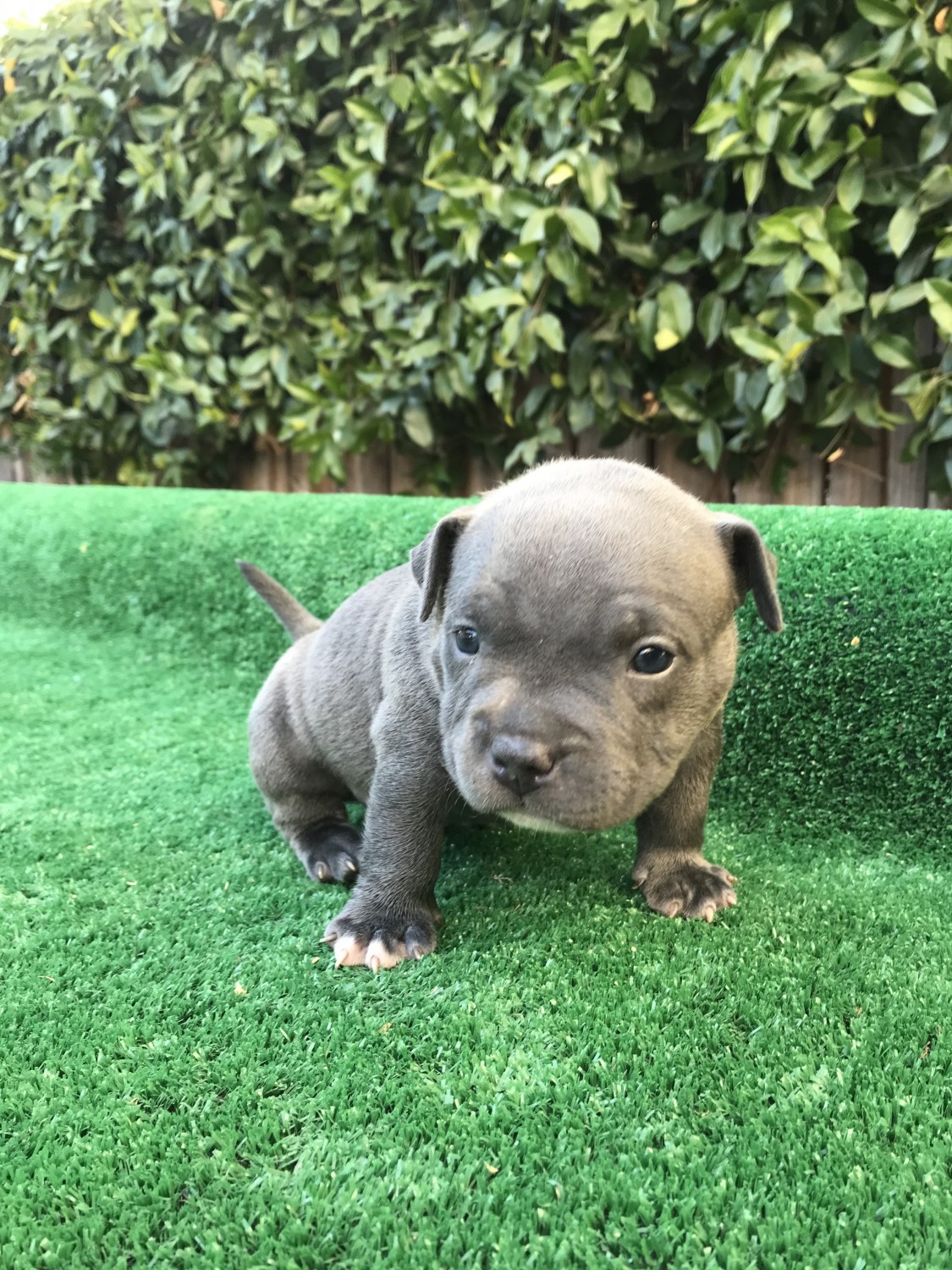 American Bully Puppies For Sale | Los Angeles, CA #317657