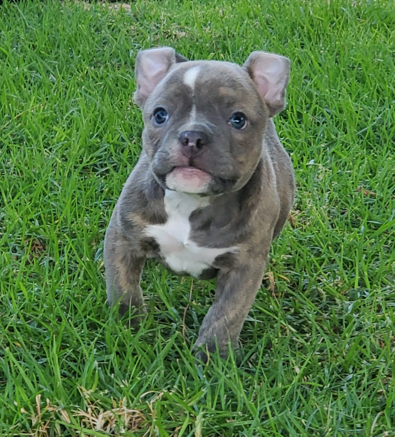 American Bully Puppies For Sale | La Verne, CA #340250