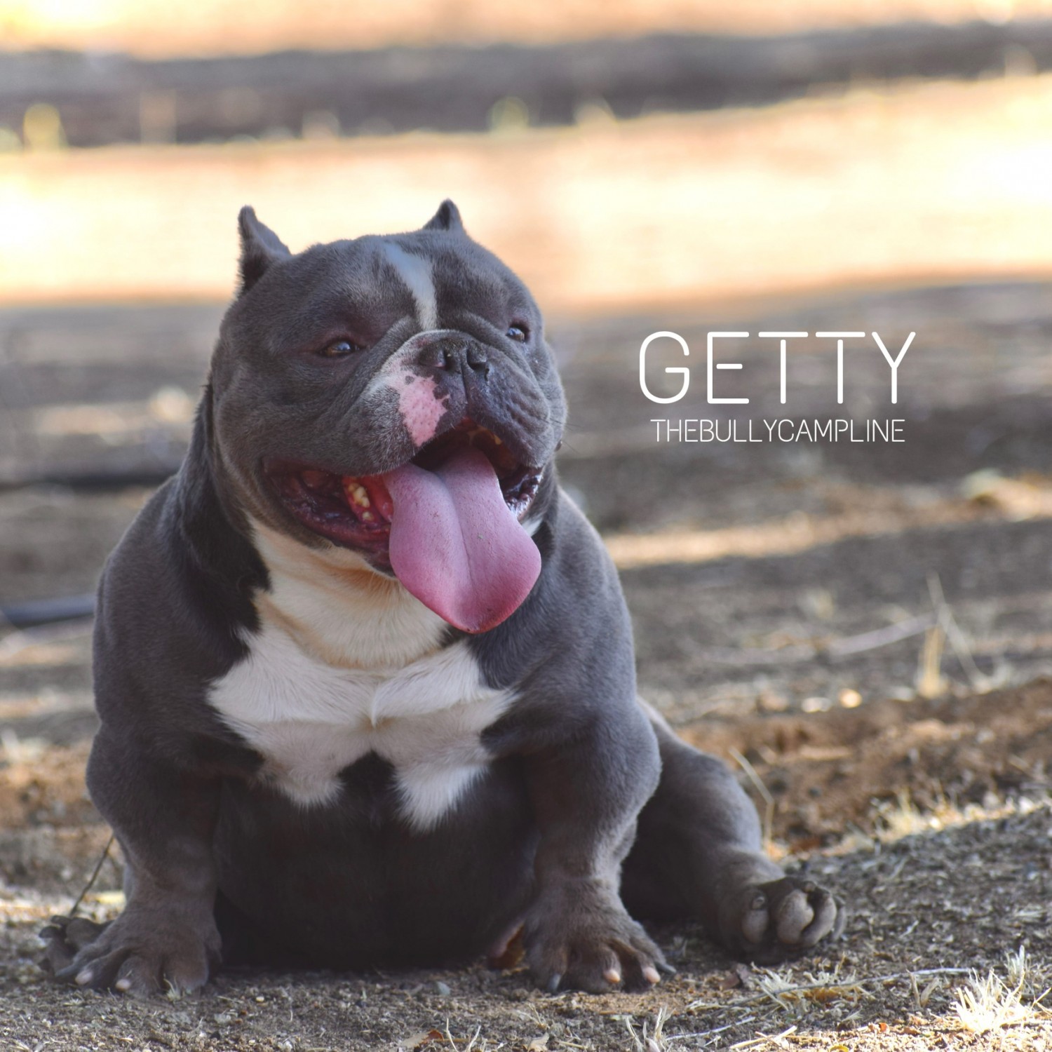 American Bully Puppies For Sale | La Verne, CA #340250
