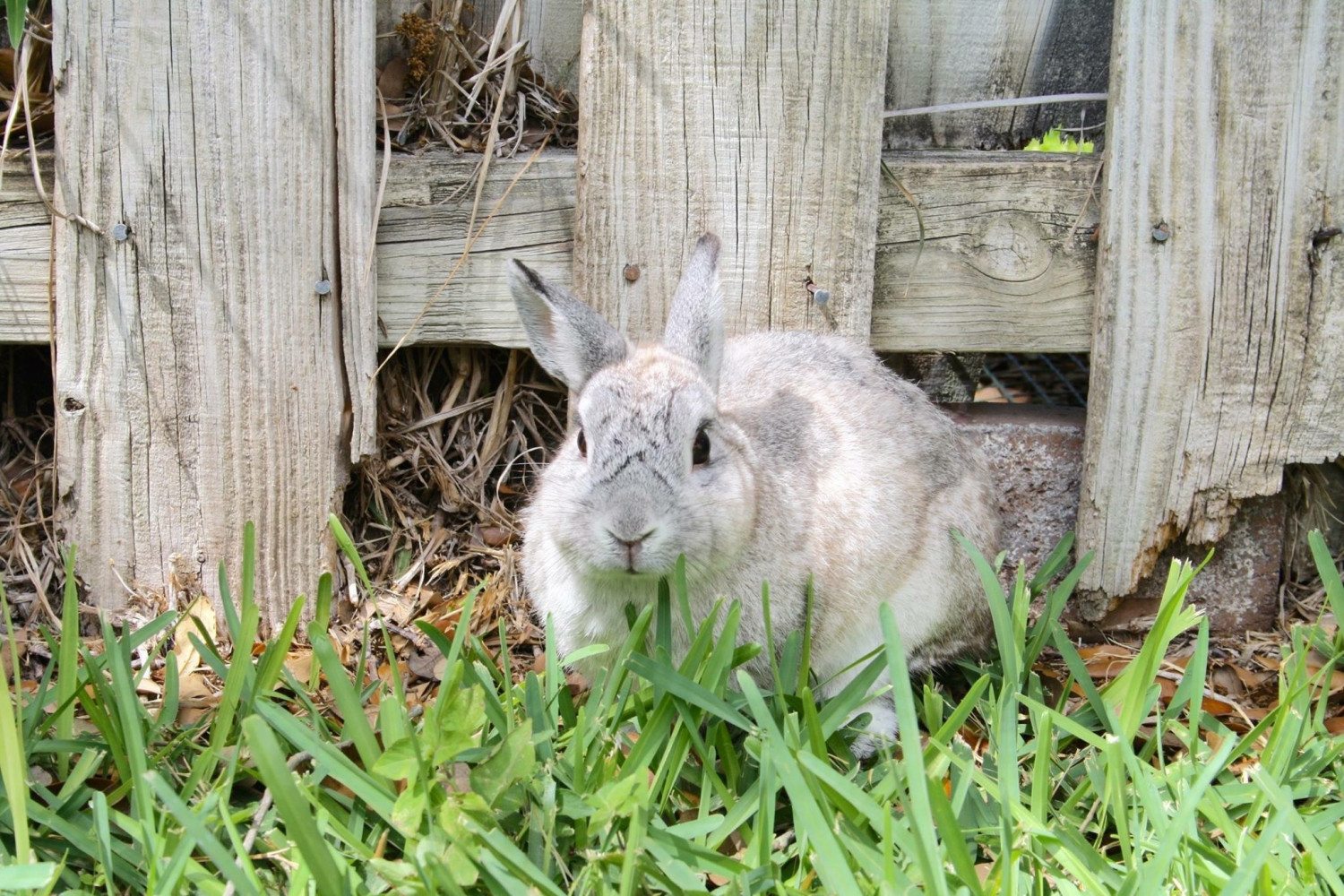 American Chinchilla Rabbits For Sale | Miami, FL #258835