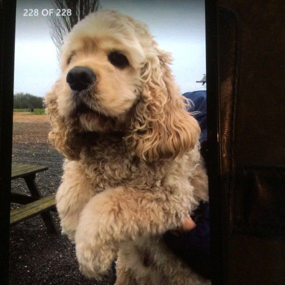 American Cocker Spaniel Puppies For Sale | Miami, FL #197776