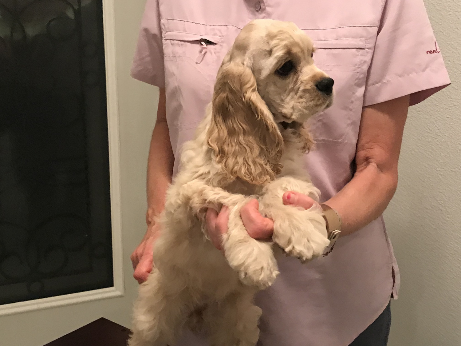 American Cocker Spaniel Puppies For Sale | Lakeland, FL #291023