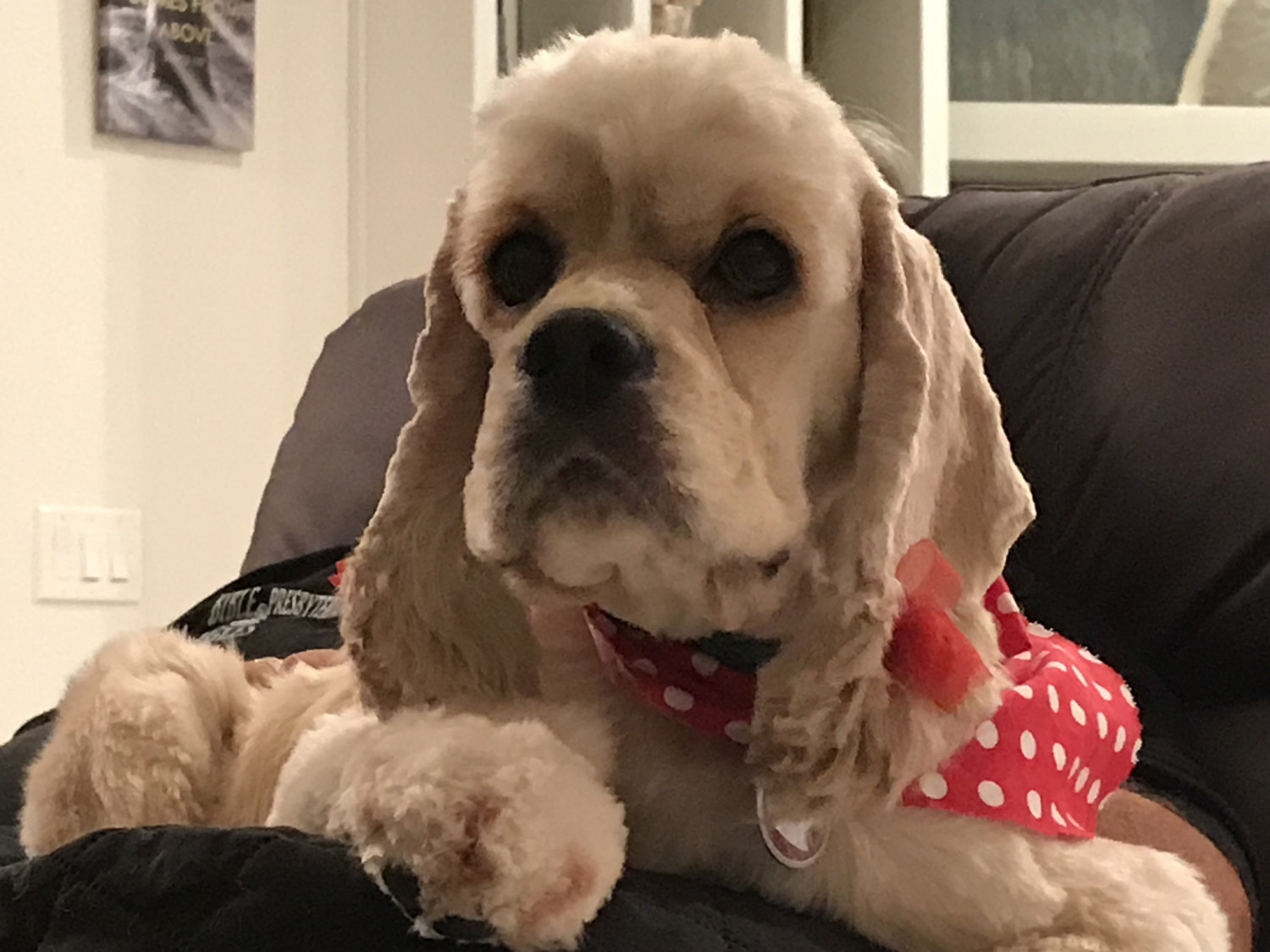 American Cocker Spaniel Puppies For Sale | Lakeland, FL #291023