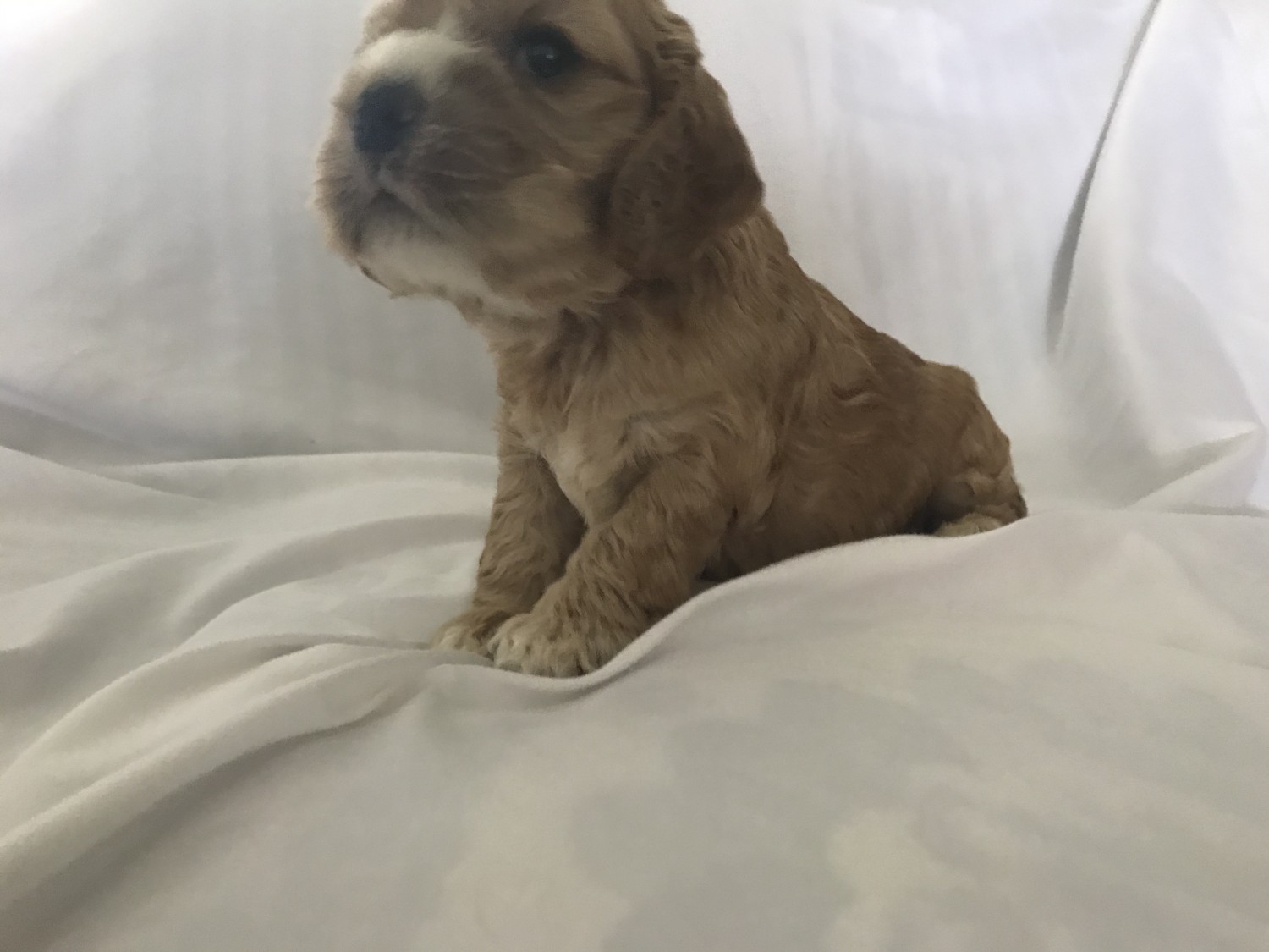 American Cocker Spaniel Puppies For Sale | Lakeland, FL #325889