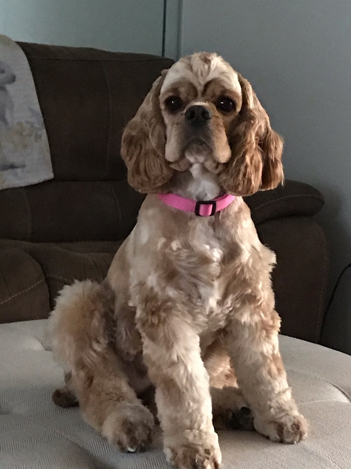 American Cocker Spaniel Puppies For Sale | Lakeland, FL #325889