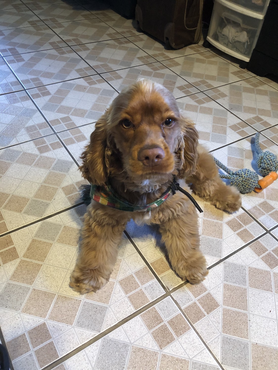 American Cocker Spaniel Puppies For Sale | Miami, FL #333128