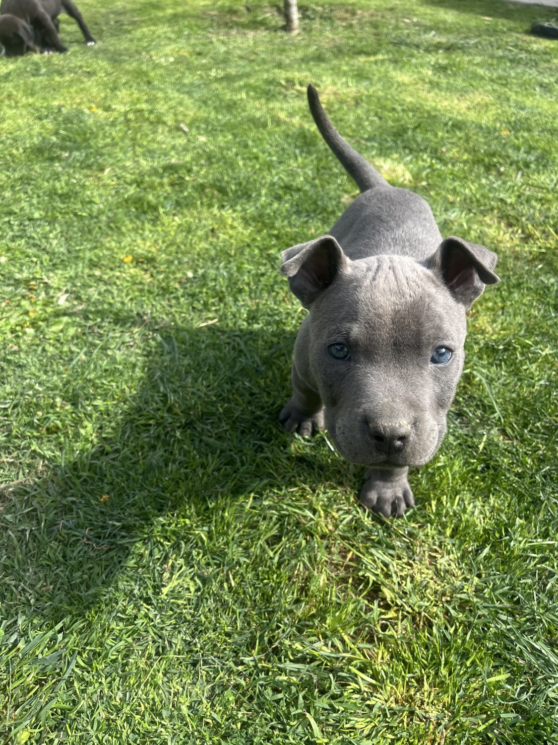 American Pit Bull Terrier Puppies For Sale | Bakersfield, CA #575235