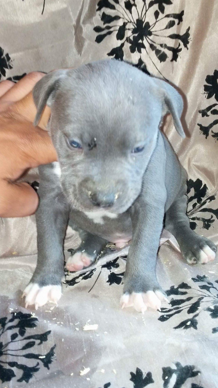 American Pit Bull Terrier Puppies For Sale | Colorado Springs, CO #193763