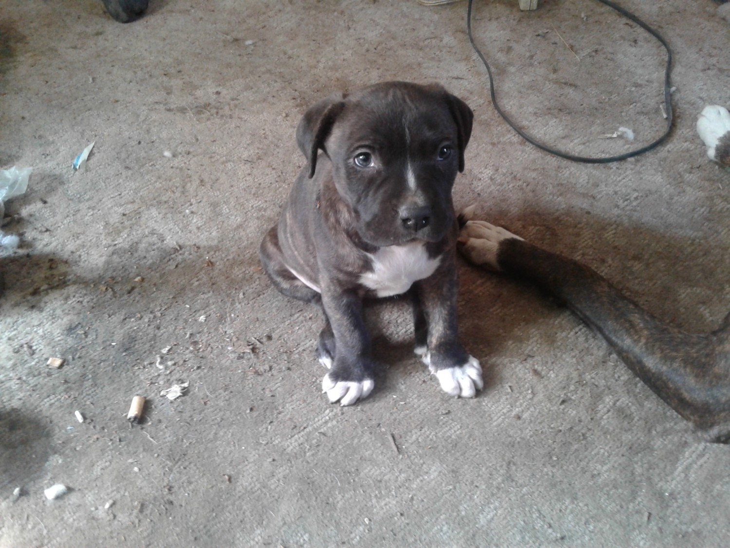 American Pit Bull Terrier Puppies For Sale | Marblemount, WA #236512