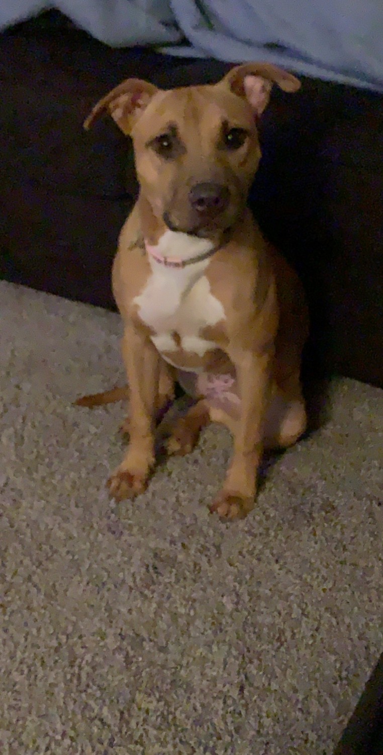 American Pit Bull Terrier Puppies For Sale | Colorado Springs, CO #314831