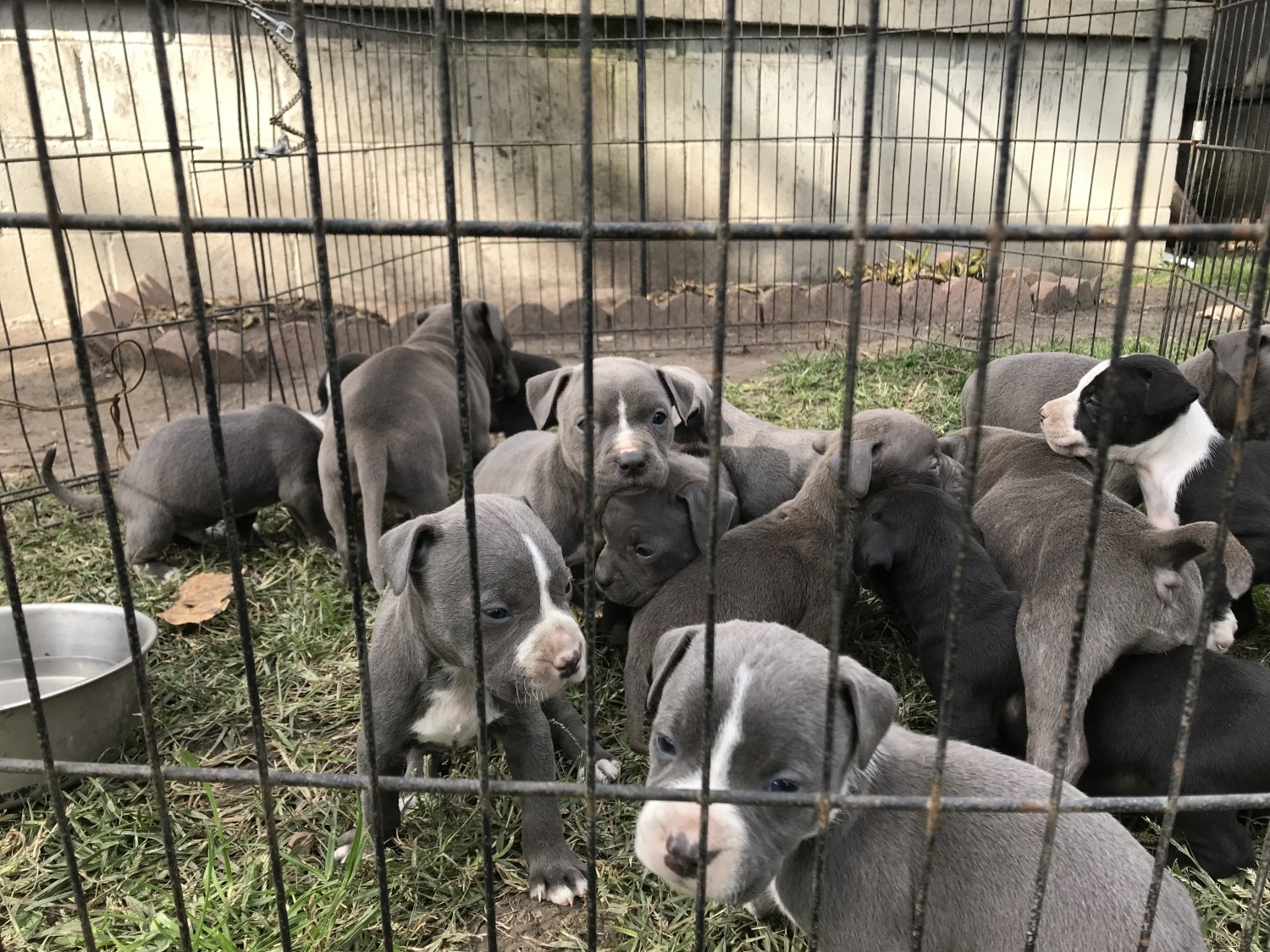 American Staffordshire Terrier Puppies For Sale | Toledo, OH #284654