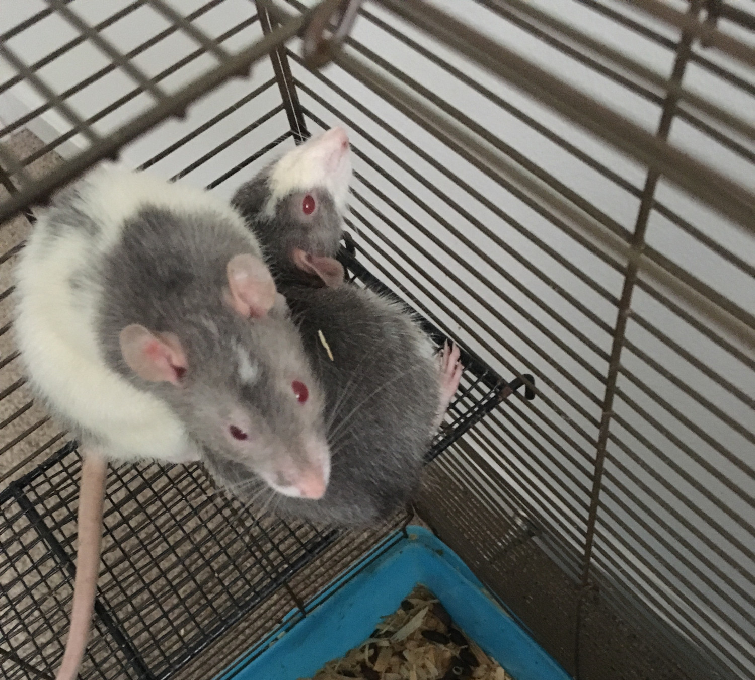 Anthony's Woodrat Rodents For Sale | Versailles, KY #285324
