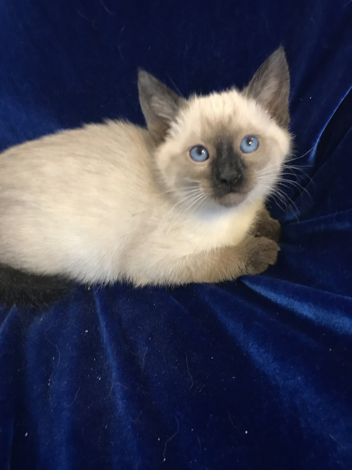 Applehead Siamese Cats For Sale | Ponchatoula, LA #266891