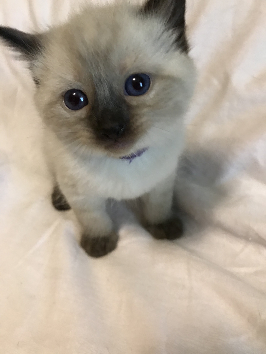 Applehead Siamese Cats For Sale | Ponchatoula, LA #266891