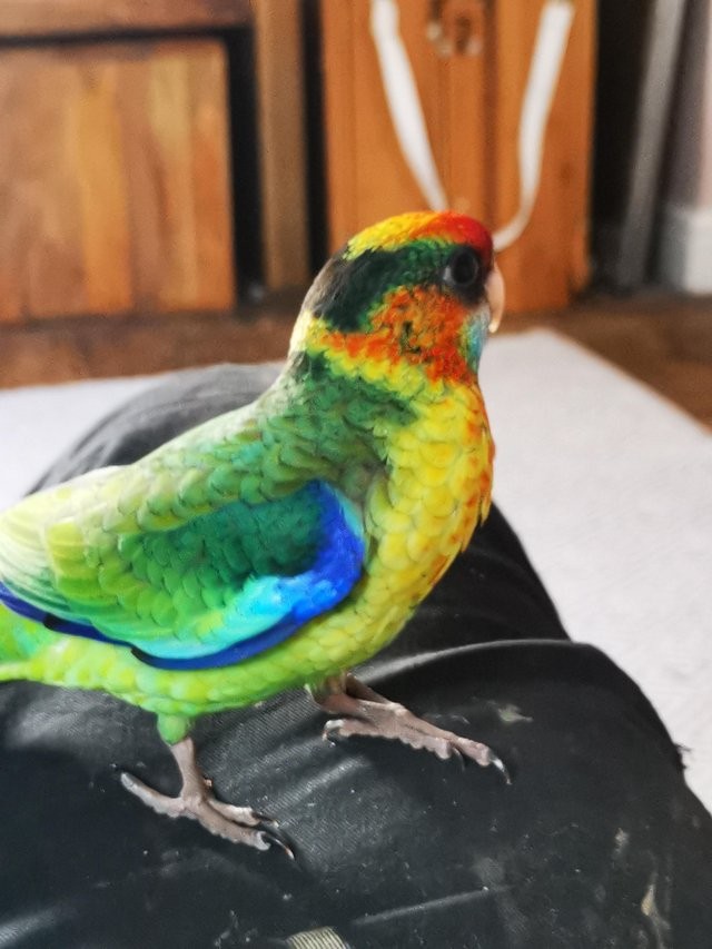 Australian Ringneck Birds For Sale | Borger, TX #366950