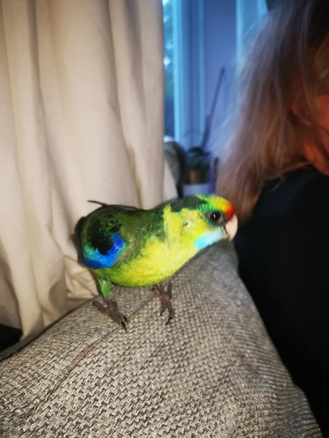 Australian Ringneck Birds For Sale | Borger, TX #366950