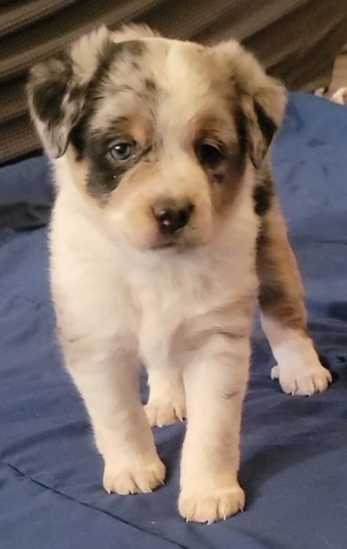 Australian Shepherd Puppies For Sale | Apple Valley, CA #420856