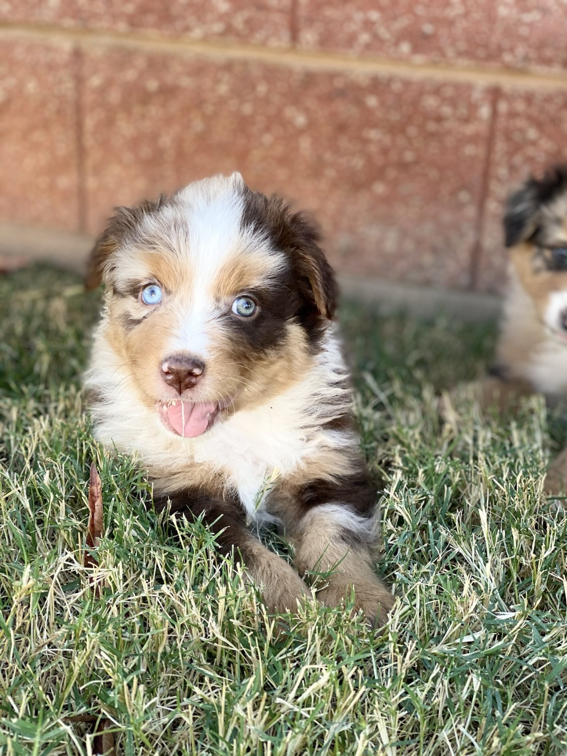 Australian Shepherd Puppies For Sale | Porterville, CA #316043