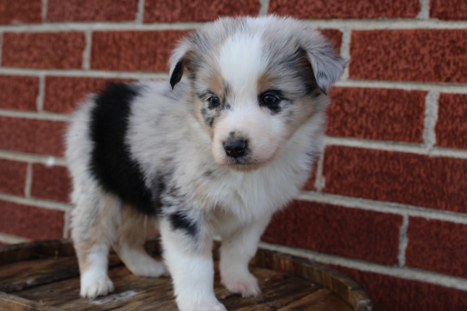 Australian Shepherd Puppies For Sale | Tyner, KY #320385