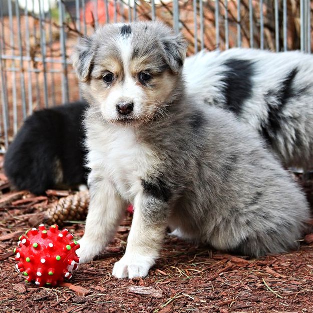 Austrian Pinscher Puppies For Sale | Brooklyn, NY #212877