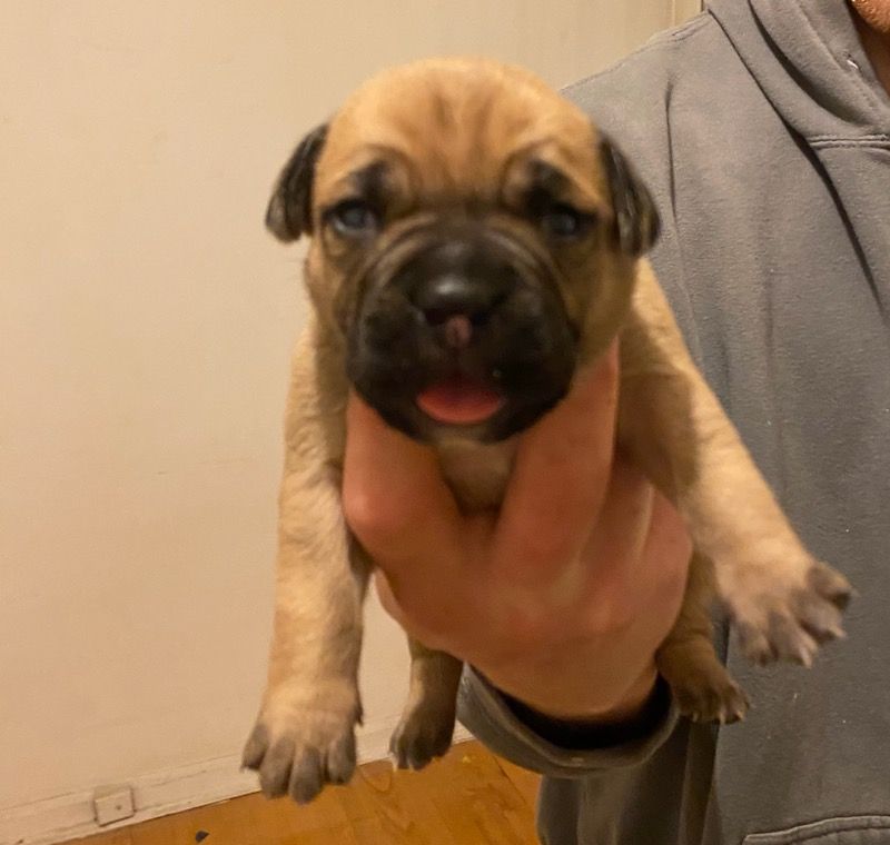 Bandog For Sale in United States (91) | Petzlover