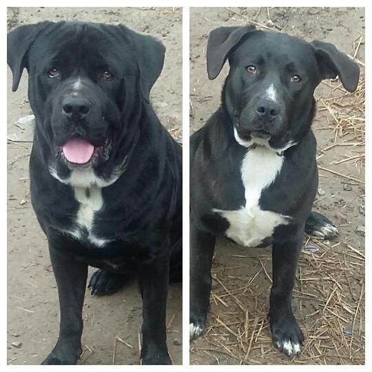 Bandog Puppies For Sale | Memphis, TN #179809 | Petzlover