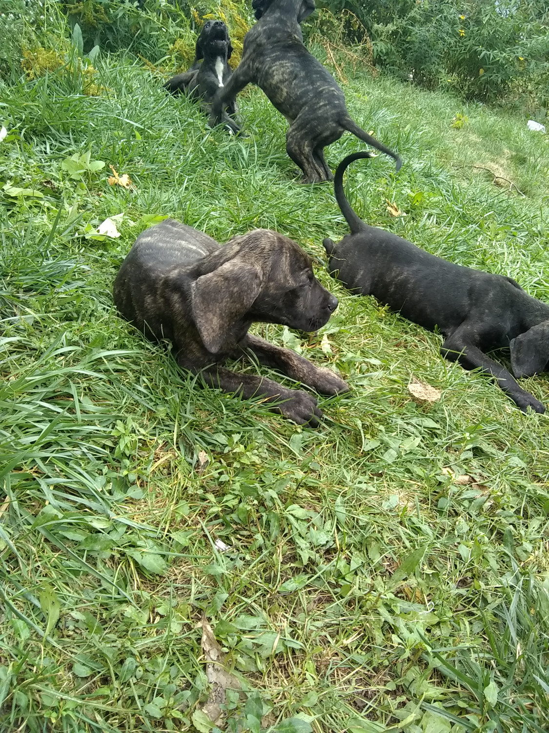 Bandog Puppies For Sale | Detroit, MI #244485 | Petzlover
