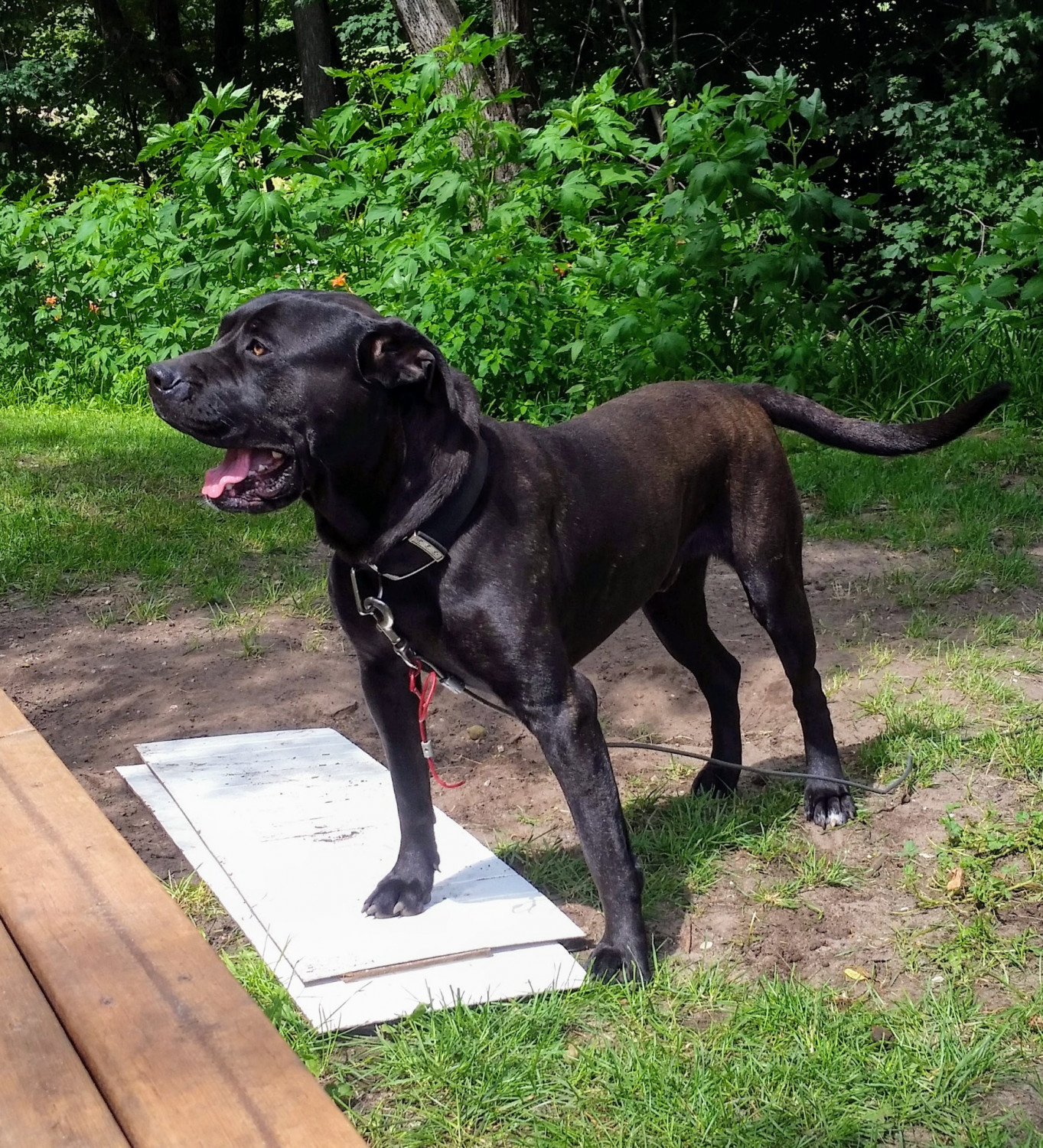 Bandog Puppies For Sale | Bloomingdale, MI #260518