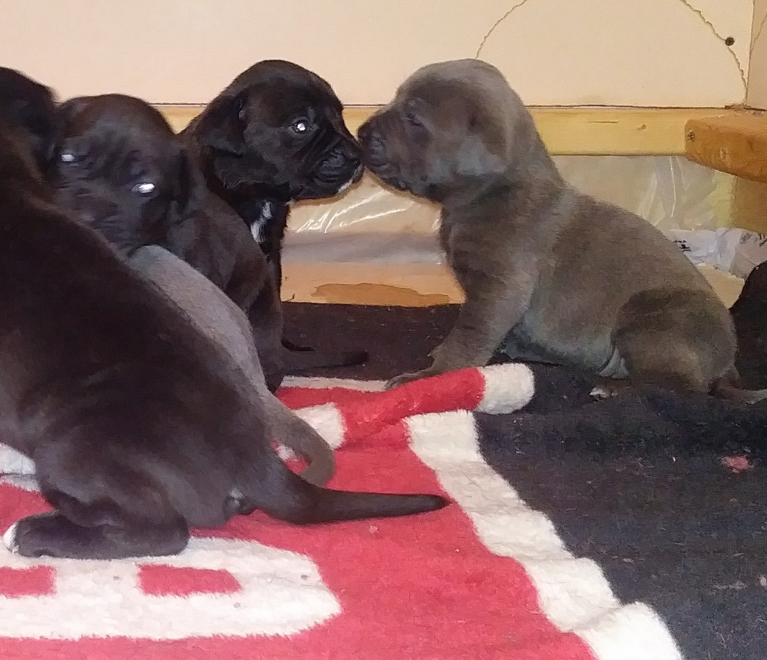 Bandog Puppies For Sale | Bloomingdale, MI #260518