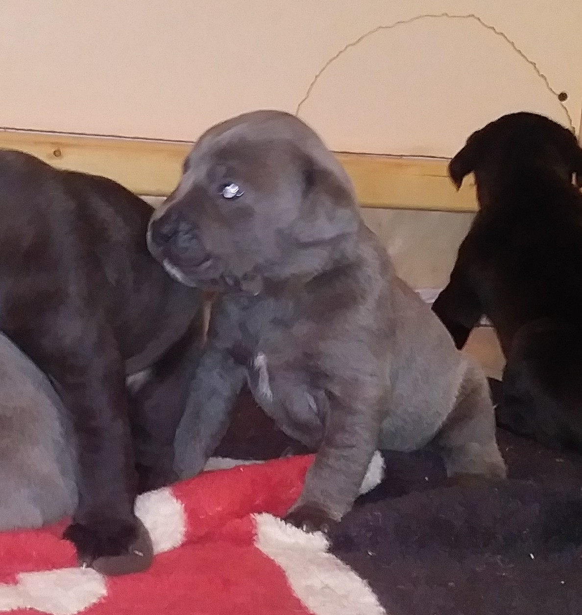 Bandog Puppies For Sale | Bloomingdale, MI #260518