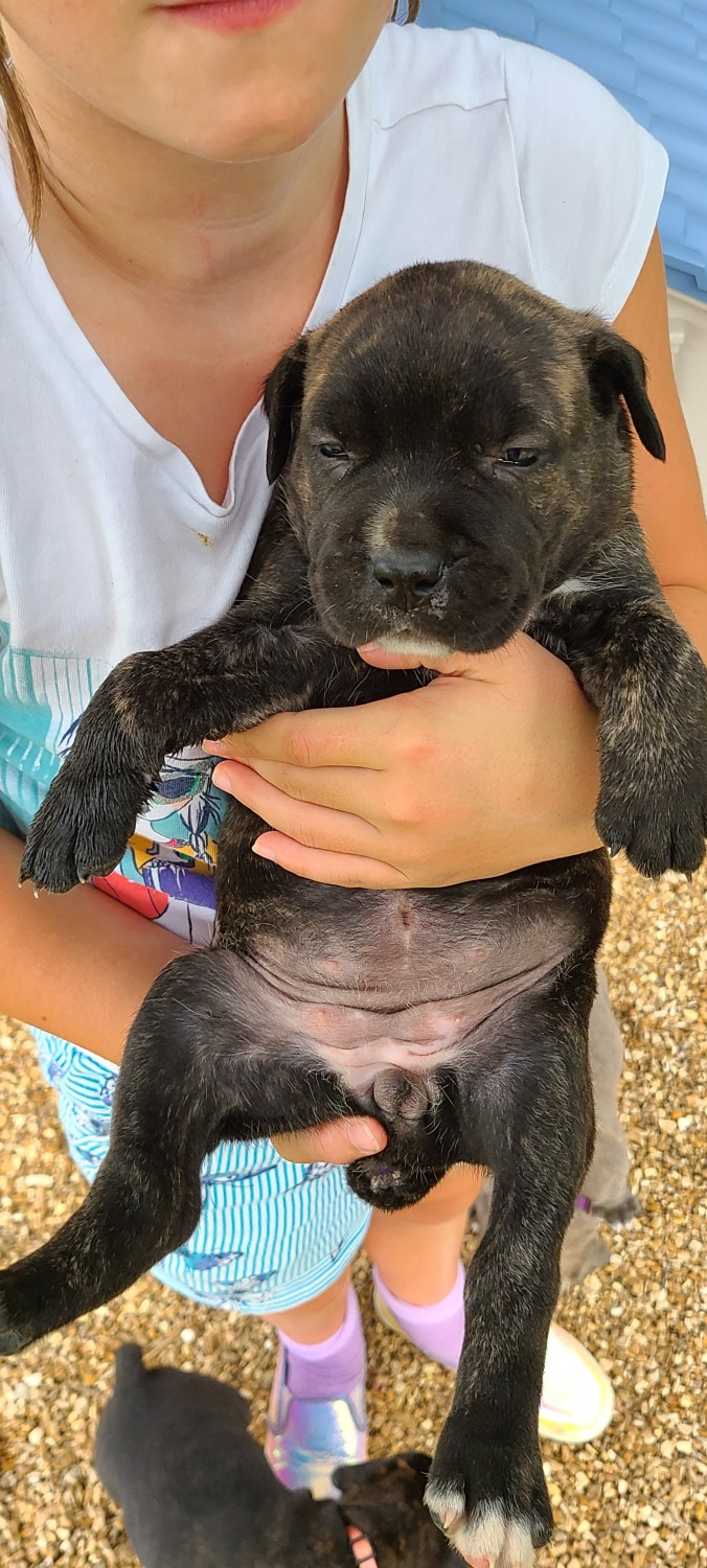 Bandog Puppies For Sale | Nixa, MO #336070 | Petzlover