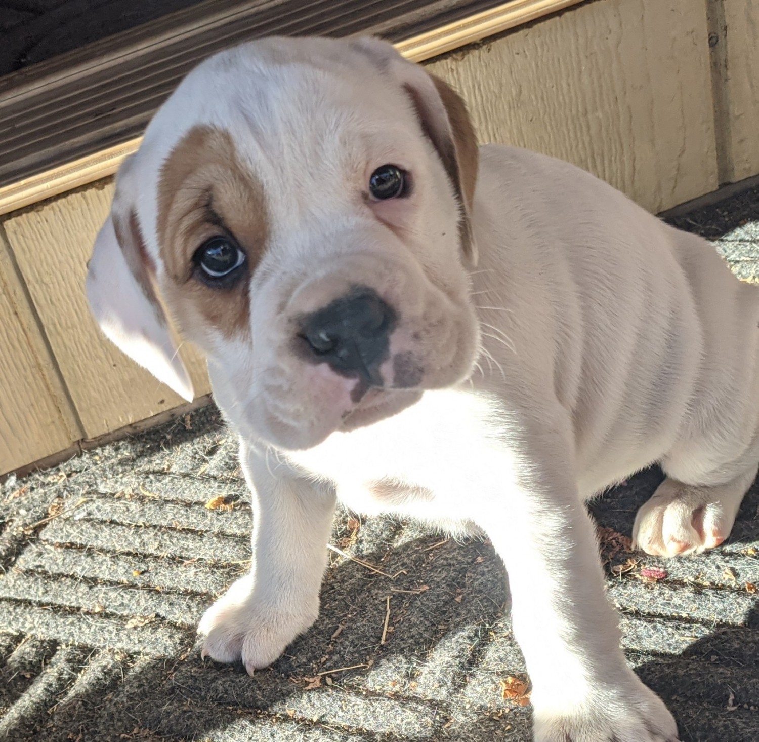 "Beabull" Puppies For Sale | Coshocton, OH #341673 | Petzlover