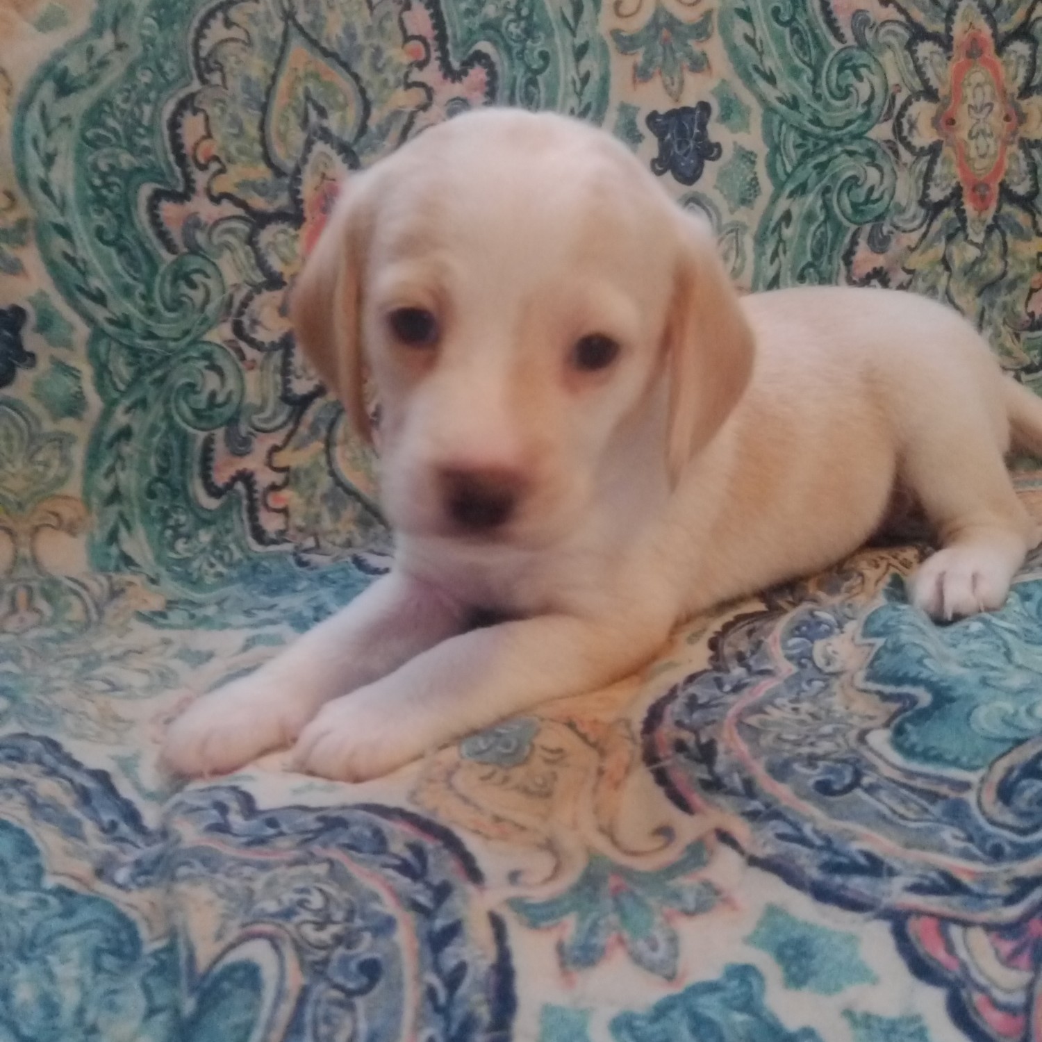 Beagador Puppies For Sale | Houtzdale, PA #496121