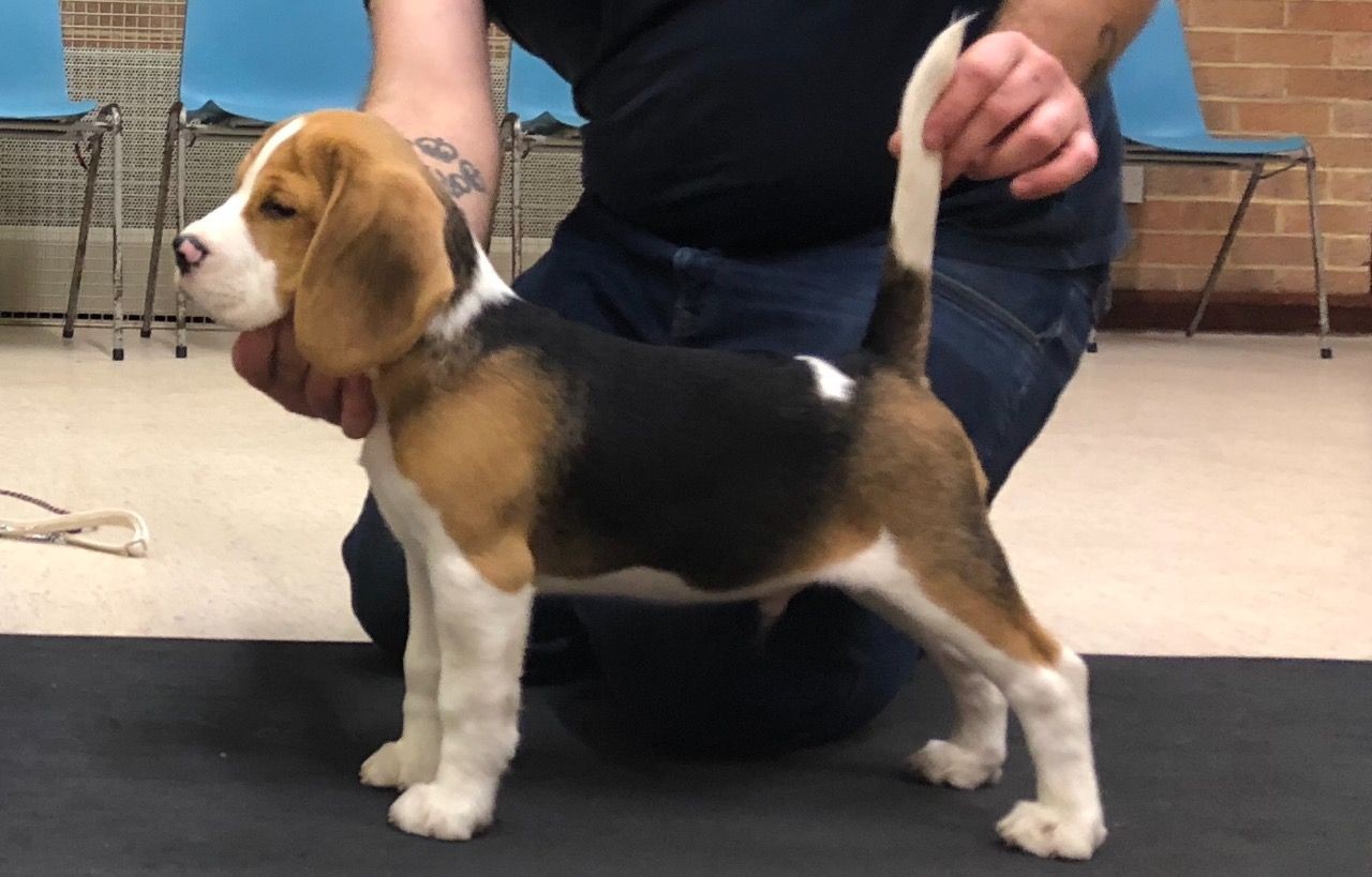Beagle Puppies For Sale | New York, NY #448592 | Petzlover