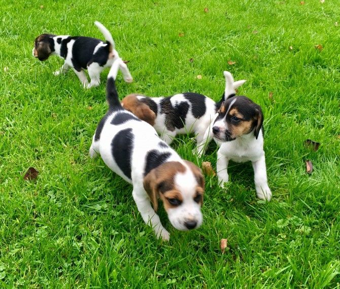 Beagle Puppies For Sale | Des Moines, IA #167510 | Petzlover