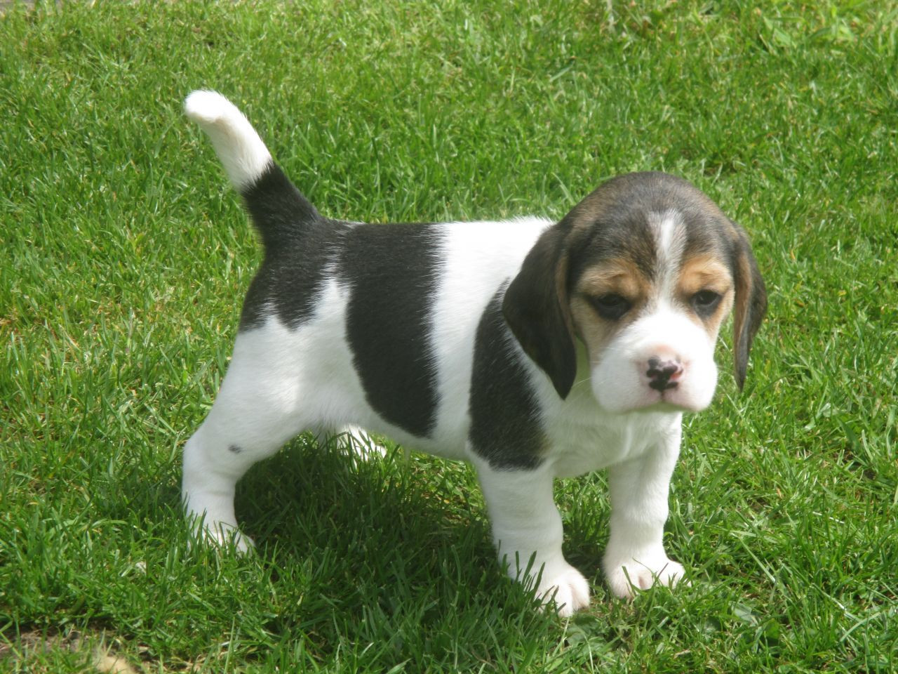 Beagle Puppies For Sale | Montréal-Nord, QC #216691