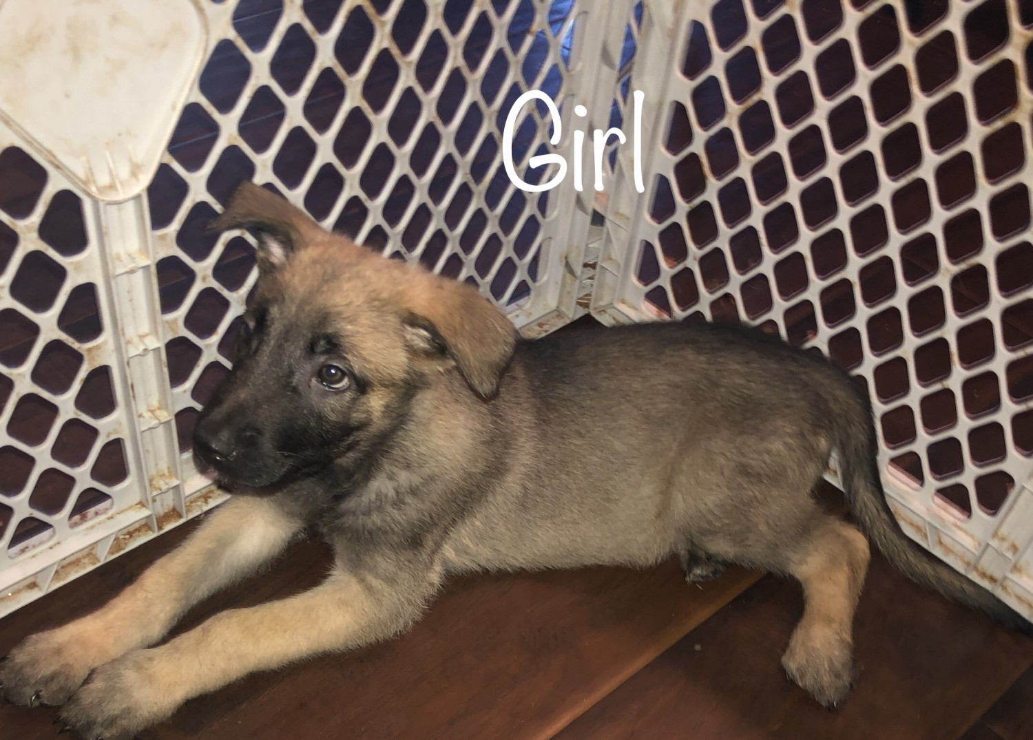 Belgian Shepherd Dog (Malinois) Puppies For Sale | Phoenix, AZ #313978