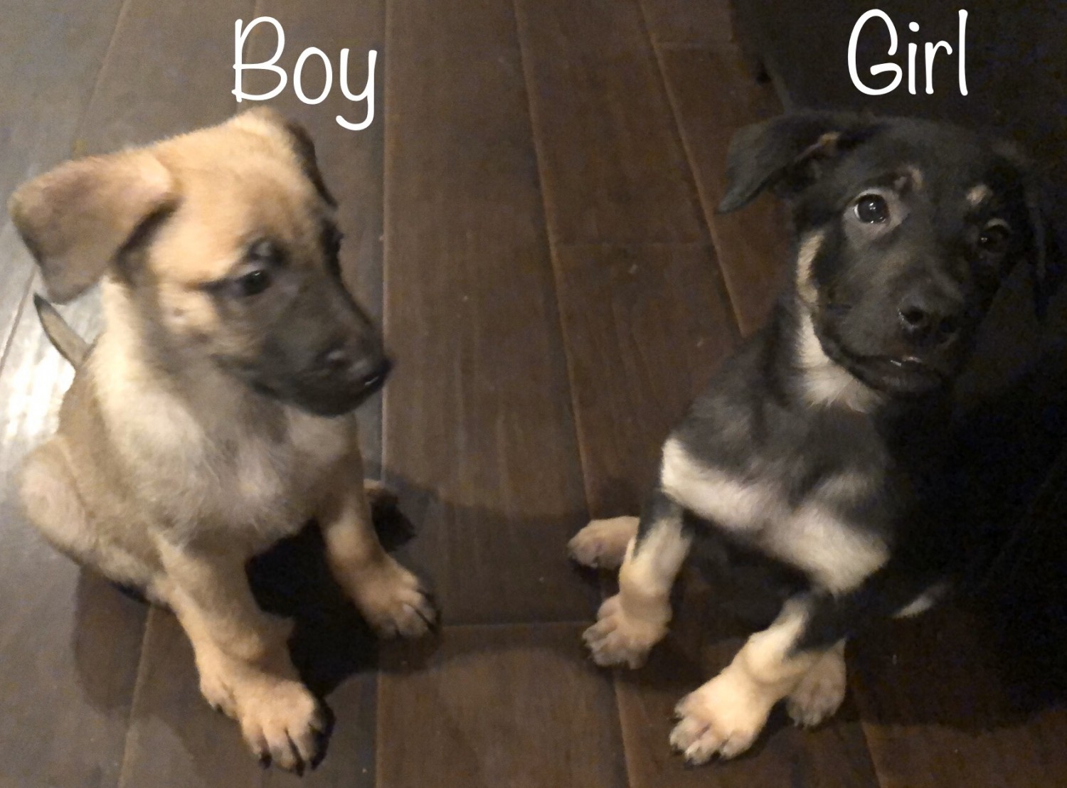 Belgian Shepherd Dog (Malinois) Puppies For Sale | Phoenix, AZ #313978