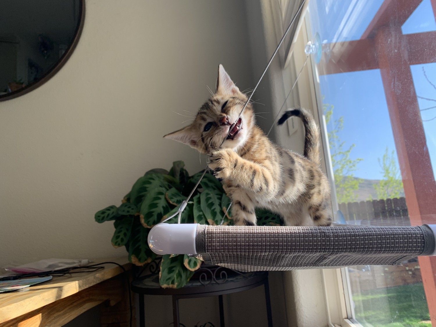 "Bengal" Cats For Sale | Reno, NV #457932 | Petzlover