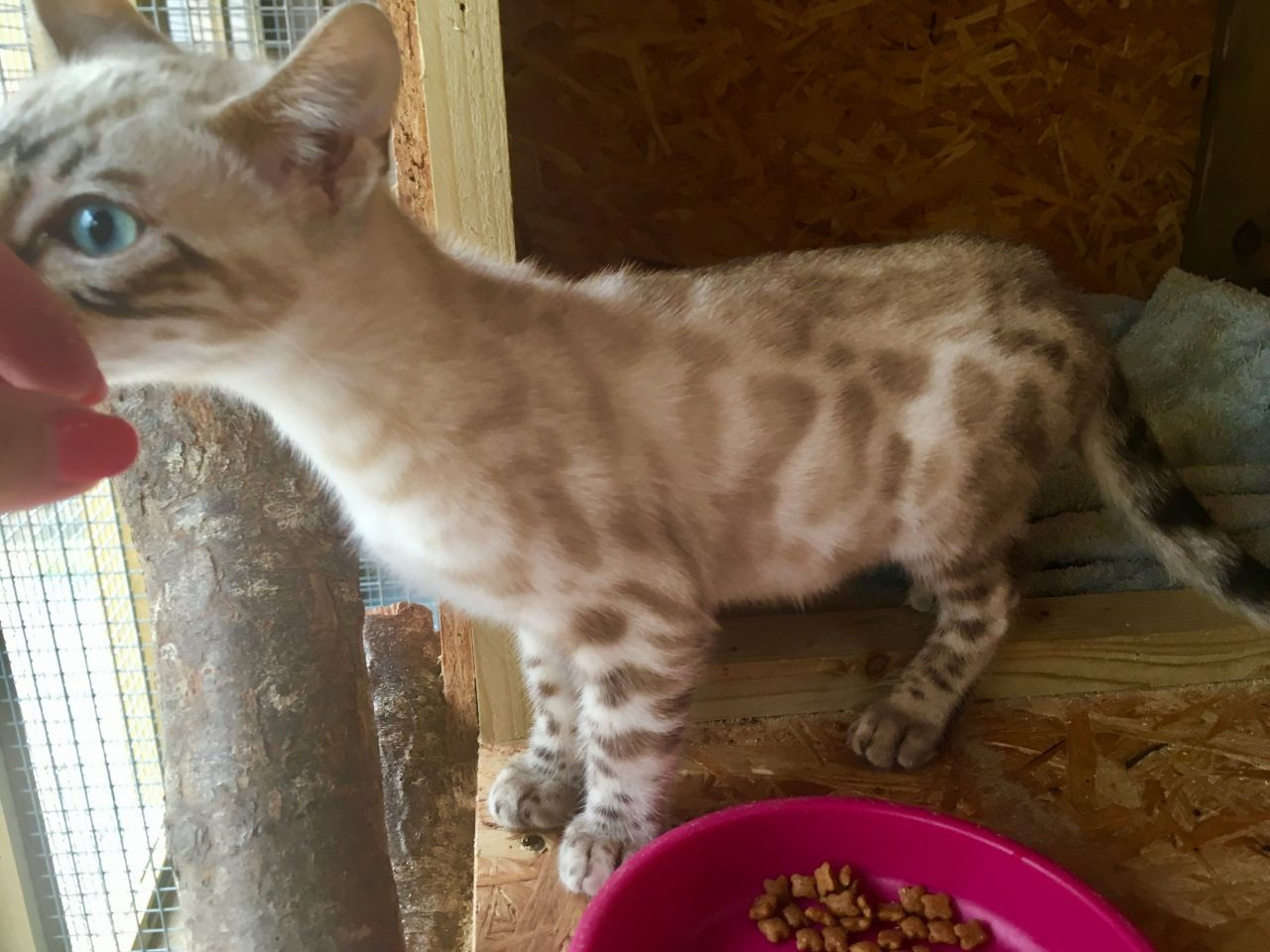 Bengal Cats For Sale | Visalia, CA #289528 | Petzlover