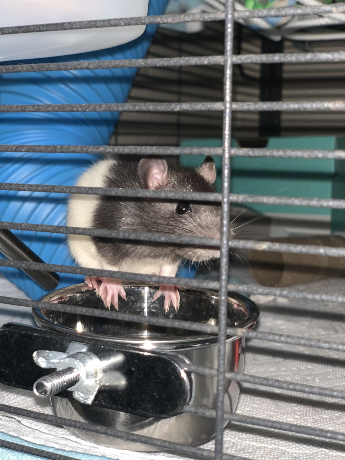 Big-Eared Climbing Rat Rodents Photos | Petzlover