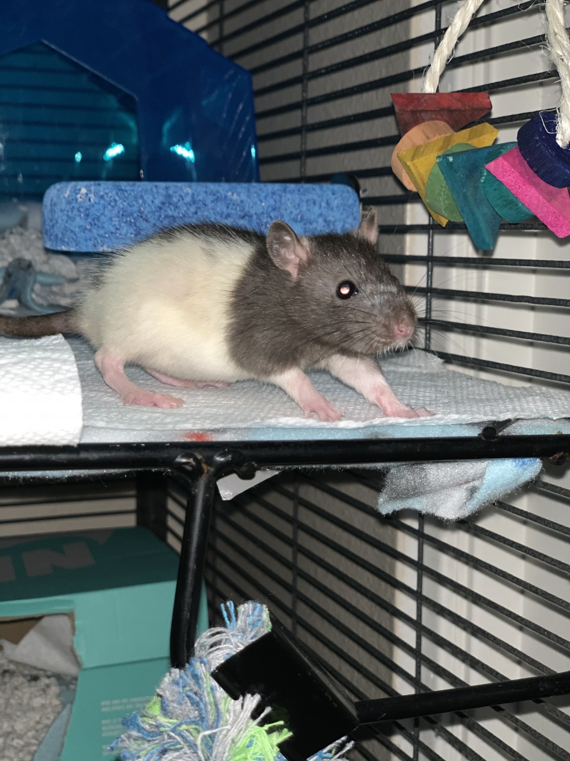 Big-Eared Climbing Rat Rodents Photos | Petzlover