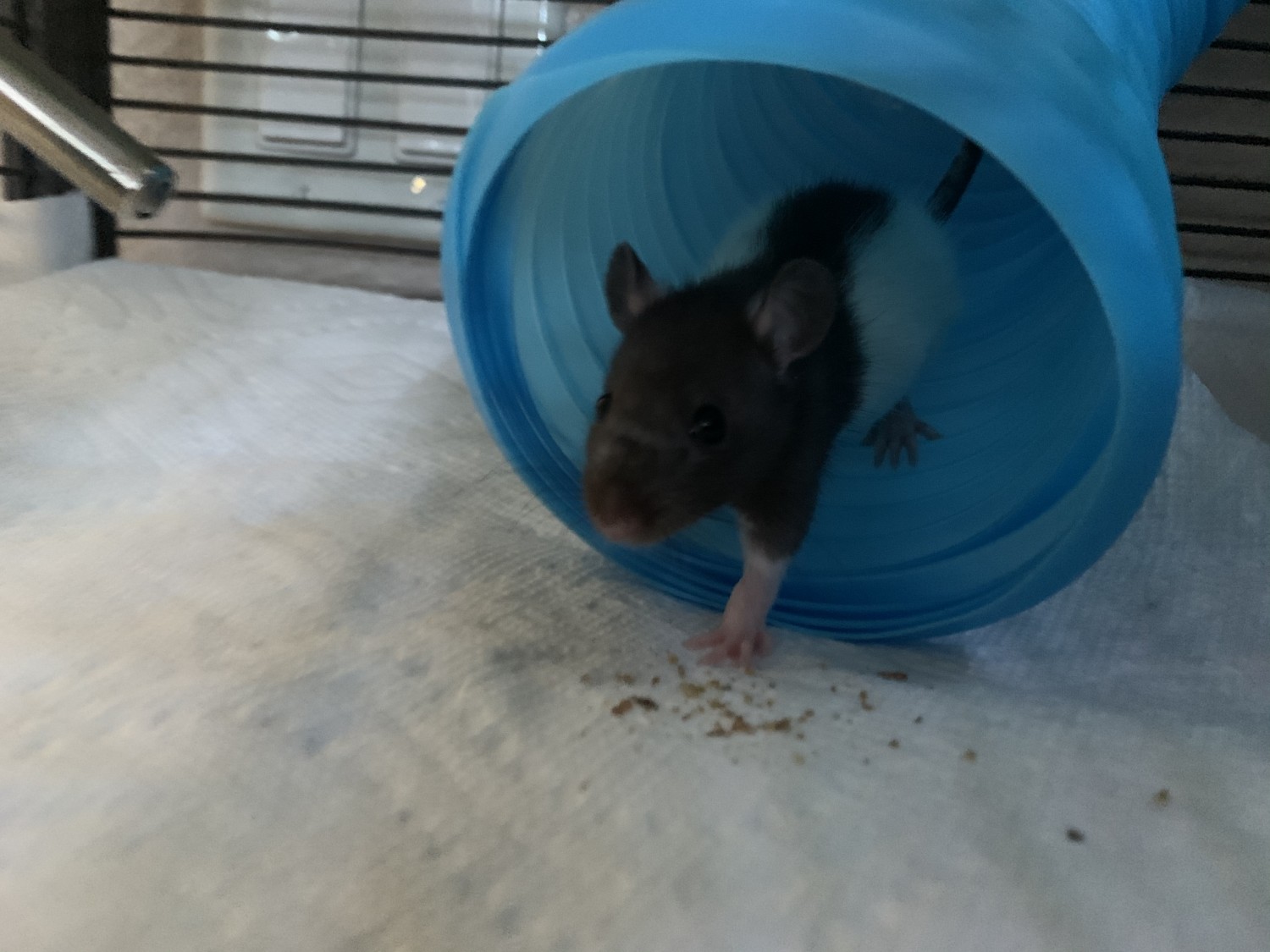 Big-Eared Climbing Rat Rodents For Sale | San Diego, CA #337402
