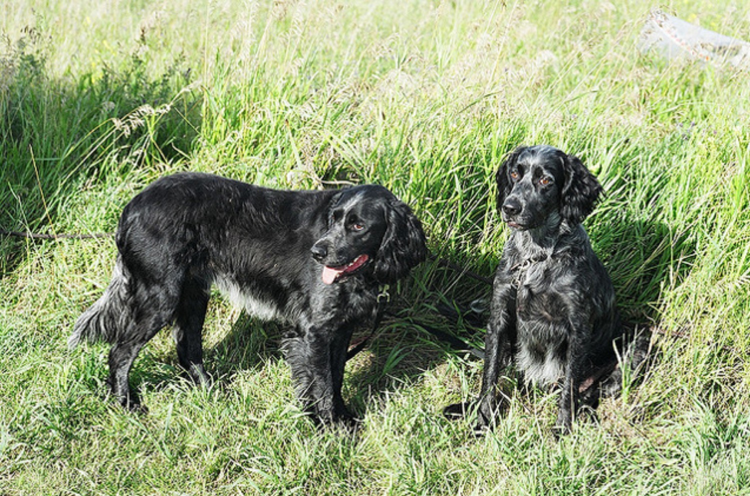 Damchi vs Blue Picardy Spaniel - Breed Comparison