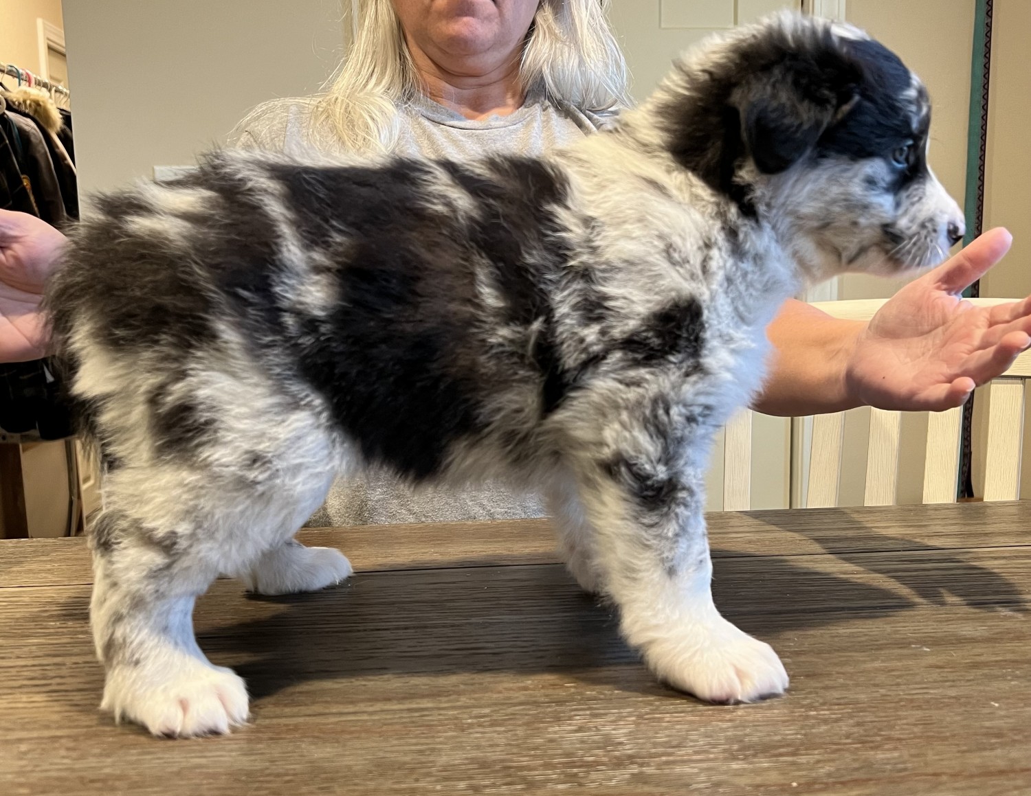 Safely Rehome Puppies with Love and Care | Petzlover