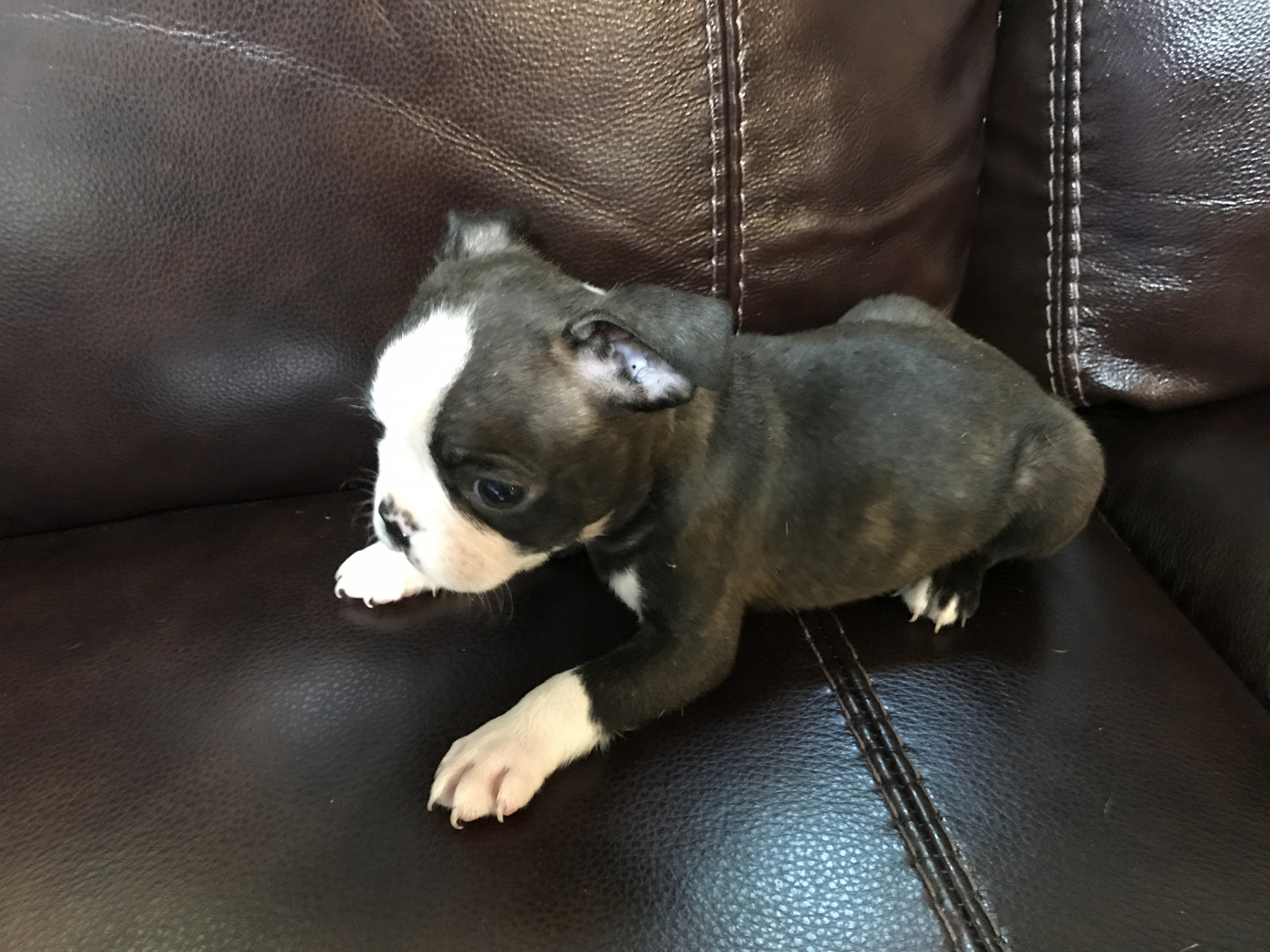Boston Terrier Puppies For Sale | Pink Hill, NC #221923