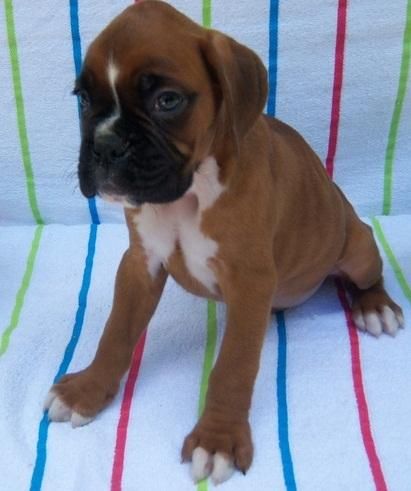 Boxer Puppies For Sale | Dallas, TX #82356 | Petzlover