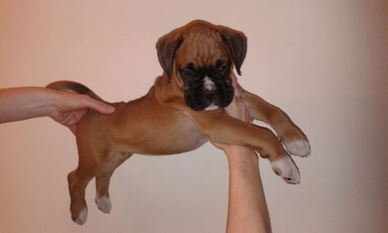 Boxer Puppies For Sale | Tempe, AZ #190387 | Petzlover
