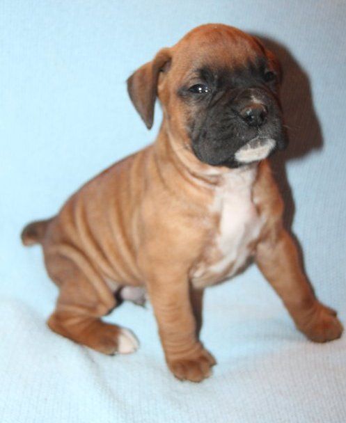 Boxer Puppies For Sale | Miami, FL #229665 | Petzlover
